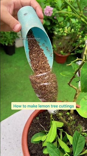 How to make lemon tree cuttings #garden #roomtogrow #growyourownfood #plant