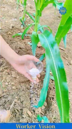 Farming Efficiency at Its Best: The Smart Way to Fertilize Corn.