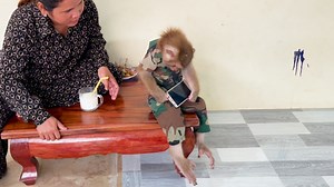 55K views · 5.5K reactions | Clever Jason Carry Phone All The Time Learn To Call Bela | Monkey Jason | Facebook