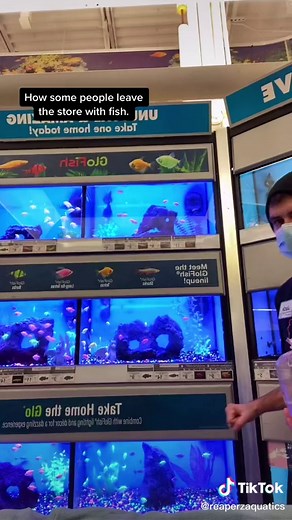 Entertaining Betta Fish Bag Unboxing & Setup