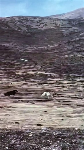 When a Dog Hunts a Wolf #animals #wildlife #help #foryour #dog #wolf