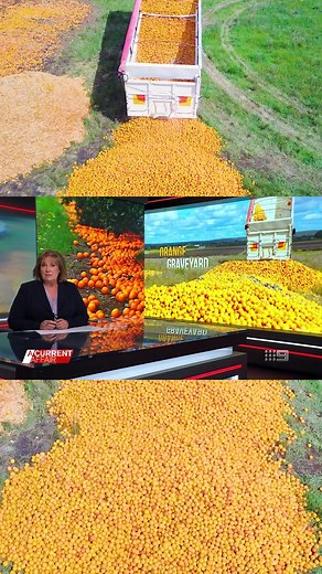 Throwback to our @A Current Affair feature in 2022 with Vito, our orange farmer, whose farm we filmed to showcase the dire challenges farmers face every day. 50% of citrus fruits are rejected, primarily because of appearance, minor blemishes, and size. Since this feature and our footage was published, we've saved so much produce from going to waste, however we've only just scratched the surface! By subscribing to our boxes, not only do you help us rescue more fruits and veggies, but you also con