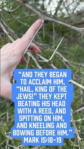 The crown of thorns tree that was used for Jesus's crown during crucifixion. Happy resurrection day!