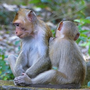Poor abandoned monkeys taking the rest on the rock together | Monkey Rainbow