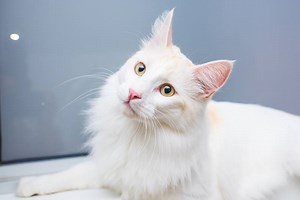 67K views · 24 reactions | Meet Bobby, a top competitor who's vying to be the year's Best Cat. Will he take the prize? Find out next week on CBC Docs POV Catwalk on CBC. | CBC Docs | Facebook