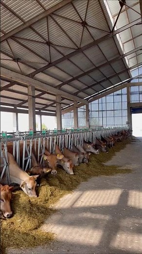 Jersey cows #fermer #farming #livestock #agro #agriculture #harwesting #farm