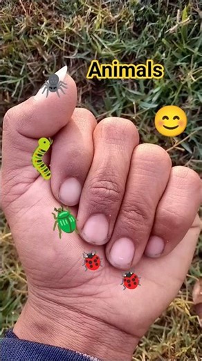 spider chapter kida video chapter 🦗