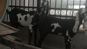 Amratsari Goats Story // امرتسری بکریوں کی کہانی | Goat Land Farms