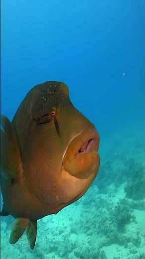 Why is the Napoleon Wrasse Important to Marine Ecosystems?