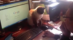 13K views · 508 reactions | Crazy cat fights for computer mouse | Vixen Daily | Facebook