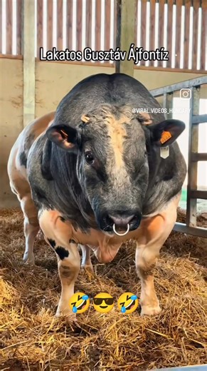 5.3K views · 41 reactions | Rsts Richárd on Reels | Facebook