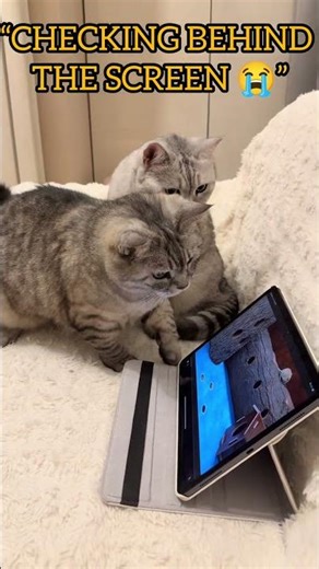 Cats Watching Mice on Screen Like “WHERE ARE THEY?!” 😳🐱🐭