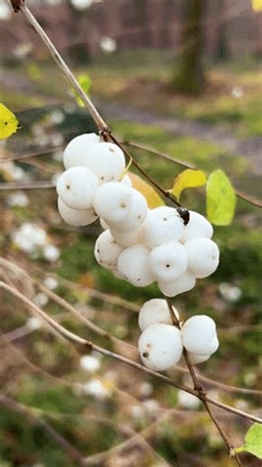 clip-3979745245-lush-white-snowberry-symphoricarpos-albus-clusters-autumnal