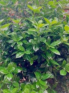 Chinese Holly Cuttings - Etsy