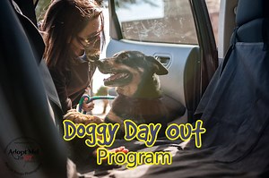 1.3K views · 73 reactions | How's that new Doggy Day Out program going, you ask? Watch. Want in on the fun? Details can be found here ➡️ https://pets.wilco.org/How-to-Help/Doggy-Day-Out | Williamson County Regional Animal Shelter | Facebook