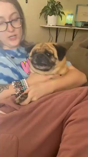 Dog screaming while getting nails cut 😂