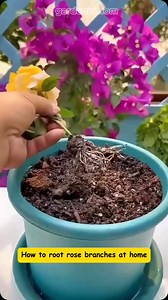 How to root rose branches at home for a beautiful garden! 🌹✨ Follow these simple steps for successful propagation. #gardenizi #RoseCuttings #PlantPropagation #GardeningTips | Gardenizi