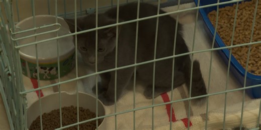 Pawmetto Lifeline working to fix broken AC; repairs estimated at $50,000