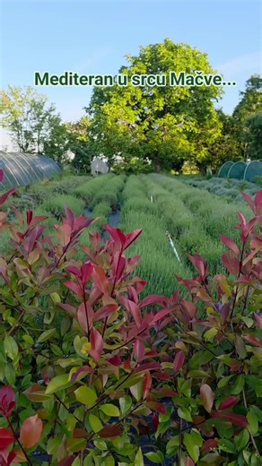 Rasadnik VITOROVIĆ on TikTok