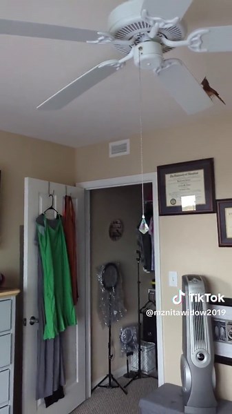 Understanding the Spiritual Meaning of a Red Cardinal Flying Into Your House