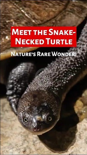 Meet the Snake-Necked Turtle, Nature’s Rare Wonder! #RareAnimals, #Wildlife, #AnimalFacts