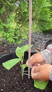 79K views · 356 reactions | More gardening tips - staking eggplants help support their growth and prevent them from falling over #gardentips #gardeningtips #homegardening #garden | Kabsat | Facebook