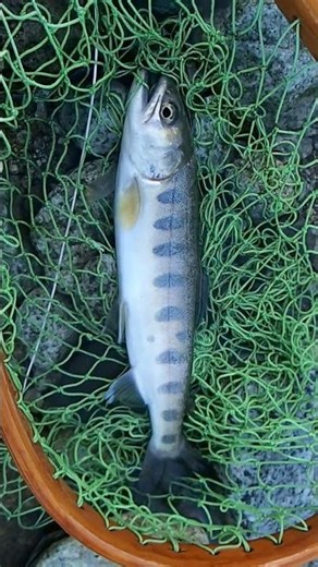 0330Y_KFT千夜釣行_KFT Thousand Nights Fishing Trip_Yamame