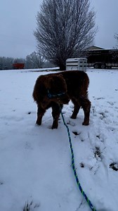 Midnight Mini Cattle Company on Reels