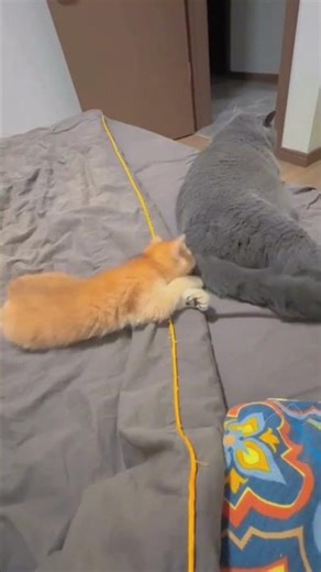 Epic Cat Fails That Will Make You Laugh Nonstop 😹 | Funny Cats Compilation #Shorts