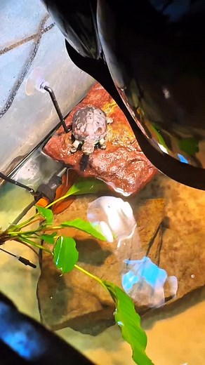 The African Dwarf Mud Turtle has to be one of the most adorable turtles EVER😍 #pelusiosnanus #africandwarfmudturtle #cuteturtle #tinyturtle | Dragon Tamer Tony