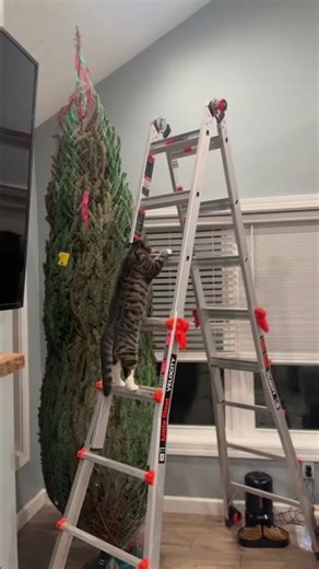 Mischievous cat climbs ladder next to Christmas tree in Charleston, South Carolina, USA