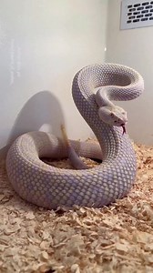 So beautiful 😍🐍 #snakeworld #animal #wildlife #snakelife #snake | Perfect World