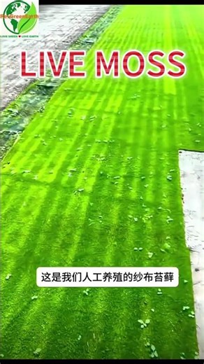 Cuttable LIVE Moss Fabric for Bonsai & Terrariums 🌿