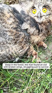 1.3M views · 50K reactions | The kind man rescued an injured owl and raised it until... #owl #animals #shorts | AnimalLove Stories | Facebook