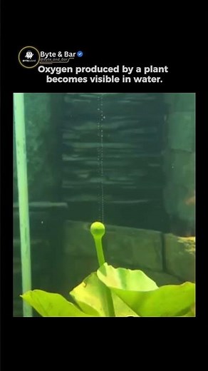 When Oxygen Becomes Visible! Watch How Plants Release Bubbles in Water 🌿💧