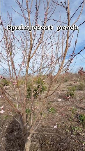Springcrest Peach in Early Bloom on February 21, 2026