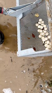 Simple tools...and precious treasures! The secret to beach prospecting #followersreelsfypシ゚viralシfypシ゚viralシalシ #reelsviralシ #viralshorts #funnyreels | Smartest Workers