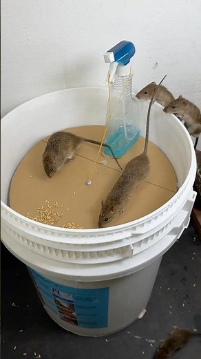 The world's most amazing homemade mouse toys #mousetoys #petmouse