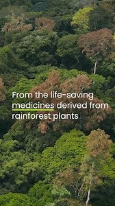Help heal our healer. 🌳 Follow our movement for a future where people and nature thrive in harmony. | Rainforest Alliance