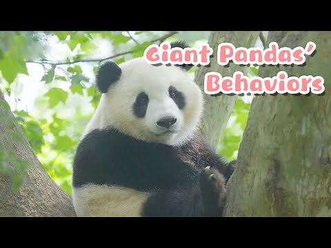 The Behavior Research Of Giant Pandas | iPanda
