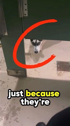 Why Dogs Follow You to the Bathroom (It’s Not What You Think)
