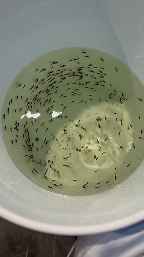 50 breeding pairs produce thousands of fry for me every month, which involves constant moving the fish, another transport goes from the breeding room to the main facility | Angel Skalar