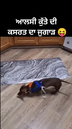 ਆਲਸੀ ਕੁੱਤੇ ਦੀ ਕਸਰਤ ਦਾ ਜੁਗਾੜ 😝 #lazy #dog | Sukhdeep Singh Apra