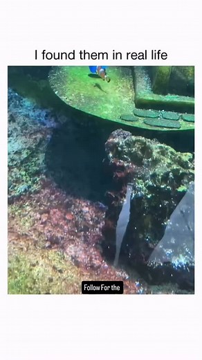 Facts| Animals | Natural 🌴 on Instagram: "🍿Movie: Finding Nemo: Marlin, an overly cautious clownfish who lives in the Great Barrier Reef, loses his wife and all but one of his eggs, which hatches into his son, Nemo. Because Nemo has a small, "lucky" fin, Marlin is extremely protective. On Nemo's first day of school, he disobeys his father and is promptly captured by a scuba diver. Marlin sets out on a frantic journey across the ocean to find him, reluctantly joined by Dory, a friendly but seve