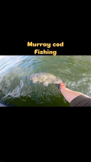 Matt_Fishing Camping Outdoors | Murray cod fishing, catch and release #murraycodfishing #fishingaustralia #aussiefish #codfishing #freshwaterfishingaustralia | Instagram