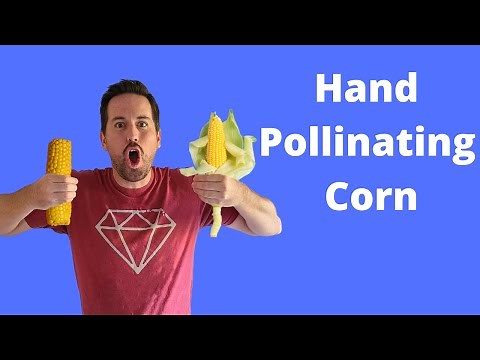 How To Hand Pollinate Corn For AWESOME Production