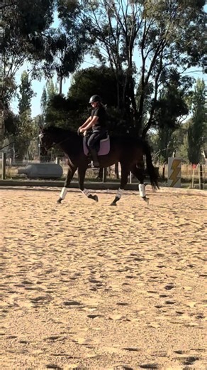 I’ve missed him❤️#horses #funny #horse #relatable #ilovemyhorse