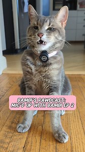 🎧 Bambi’s Pawdcast | Episode 2 Today we get to enjoy Bambi’s stompy little paws, truly music to our ears! 👑🐾💗 Our little Queen is back at the mic with the cutest footsteps you’ll ever hear. #BambisPawdcast #MicdUp #Bambi #StompyCat #SassyGirl #CHCat #CerebellarHypoplasia #ASMRCat | Bambi.Jerrythepanda