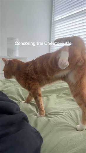 Bean cuddles so rare in this economy #cats #fyp #strawberryandbean #viral