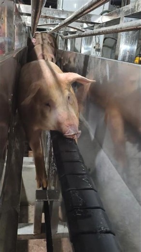 Final Journey: Roller Conveyor Moves Pigs Through a Slaughter Facility 👀